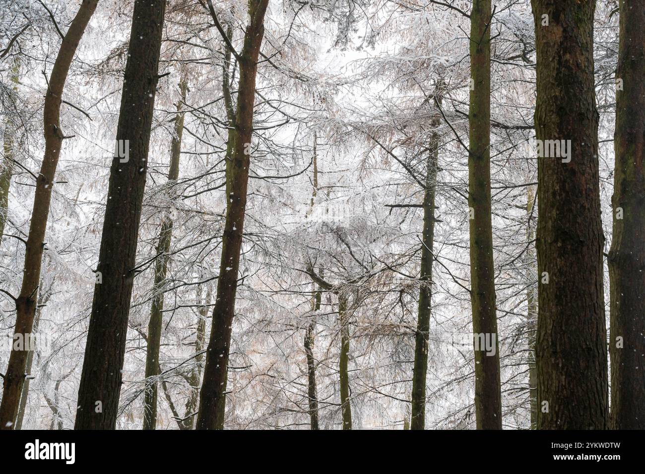 Tall trees in a forest during a snow storm in landscape orientation ...