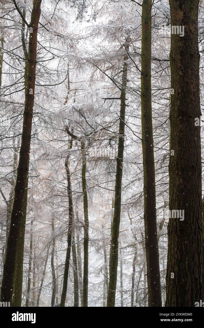 Tall trees in a forest during a snow storm in portrait orientation ...