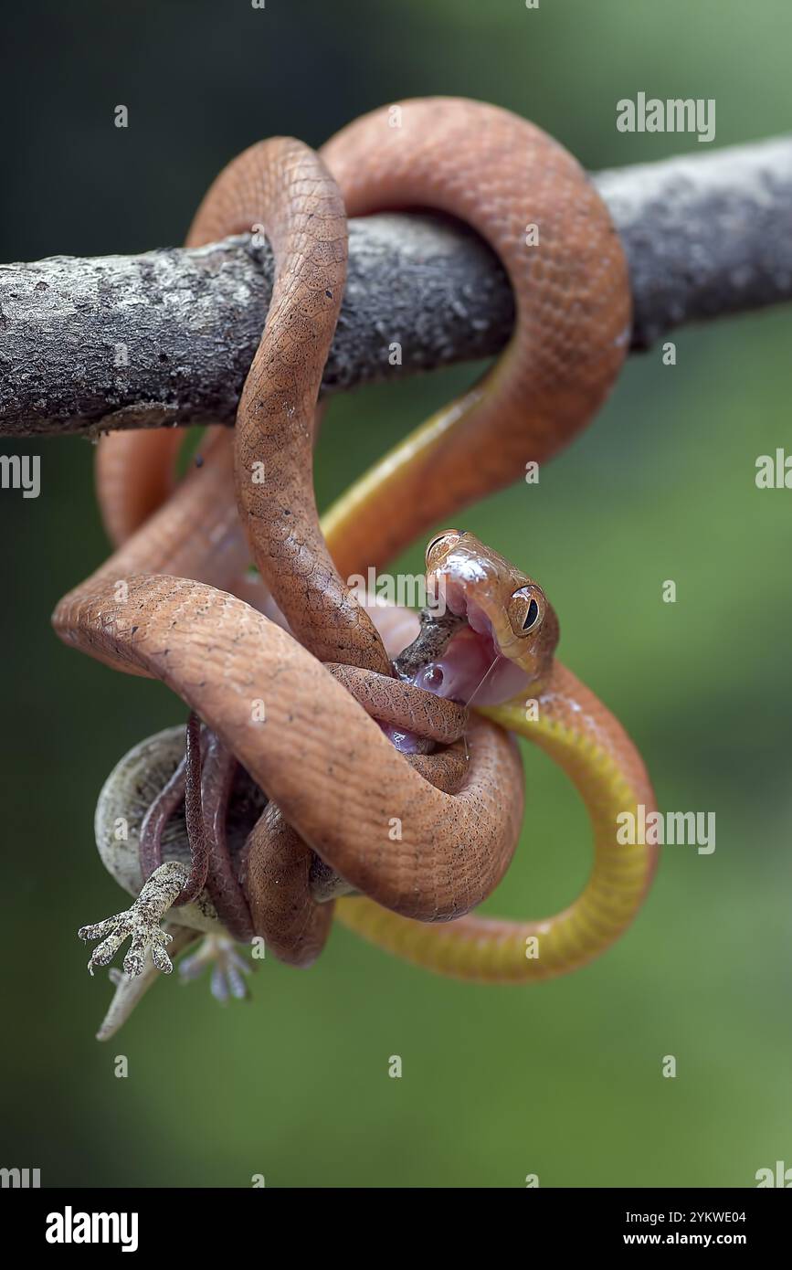 Giant red snake hi-res stock photography and images - Alamy