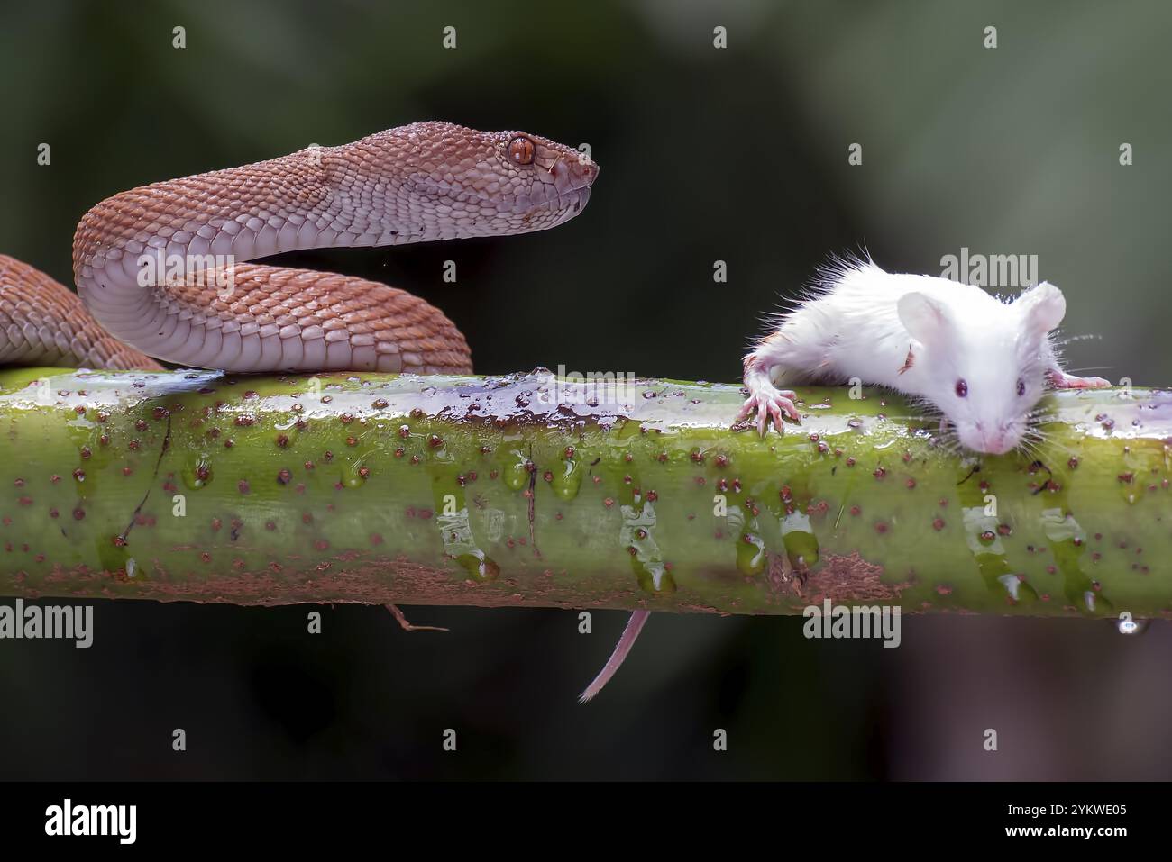 Mangrove pit viper with prey Stock Photo - Alamy