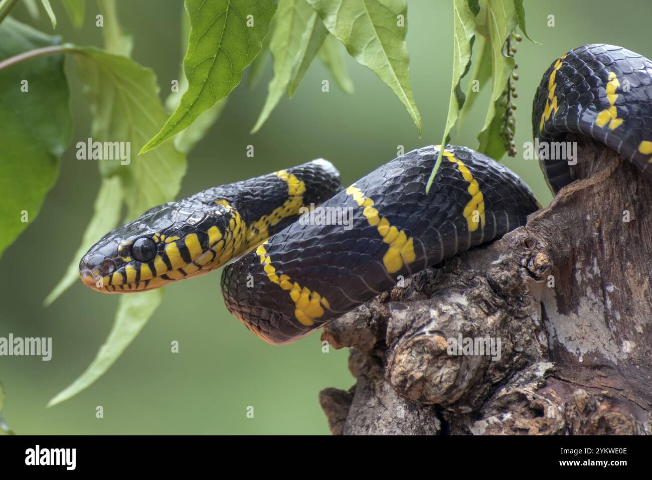 Boiga snake dendrophilia in defensive mode Stock Photo - Alamy