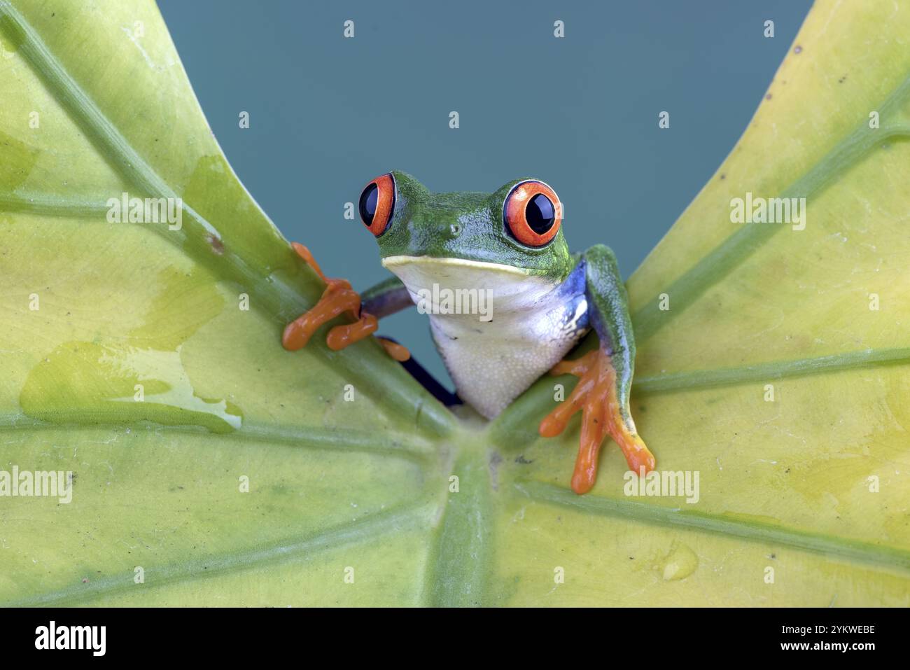Red eyed tree frog habitat hi-res stock photography and images - Alamy