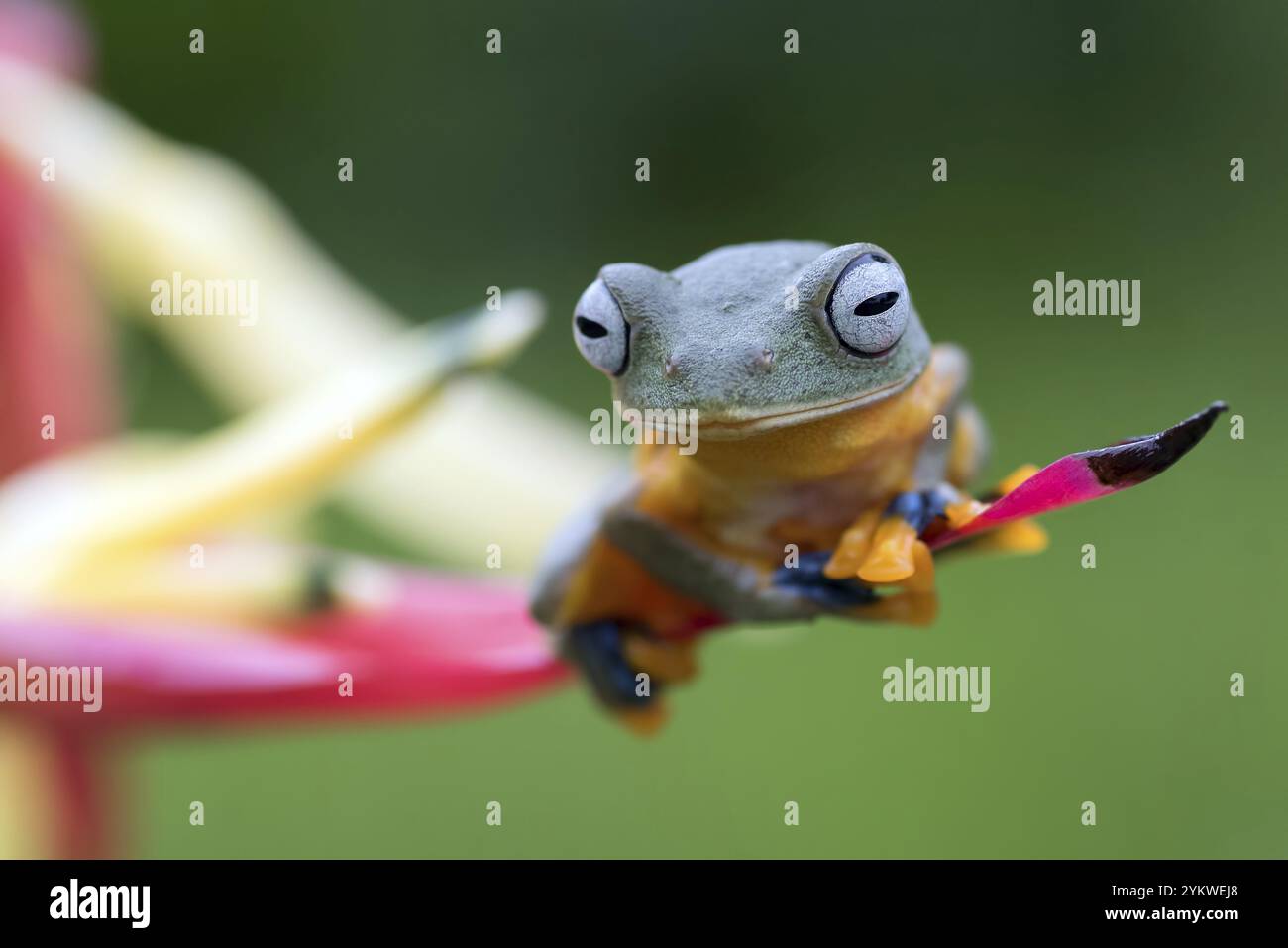 Black webbed tree frog on a flower Stock Photo - Alamy