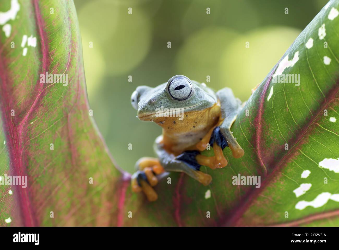 Green tree flying frog (Rhacophorus reinwarditii) sitting on a leaf ...
