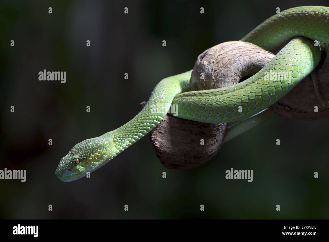The Lesser Sunda Islands in a tree branch Stock Photo - Alamy