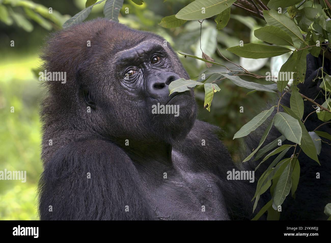 Lowland silverback gorilla close up face Stock Photo - Alamy