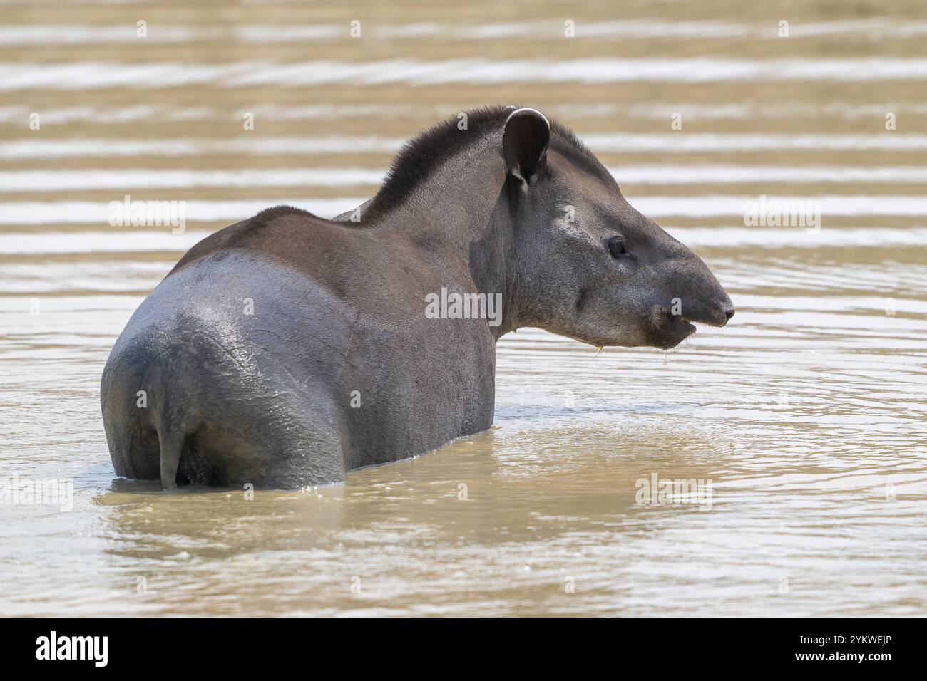 Lowland tapir (Tapirus terrestris), taking a bath, cooling off in the ...