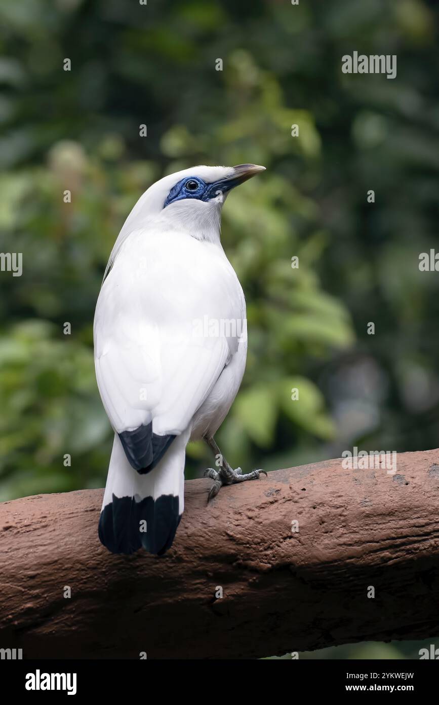 The Bali myna on a tree stump Stock Photo - Alamy