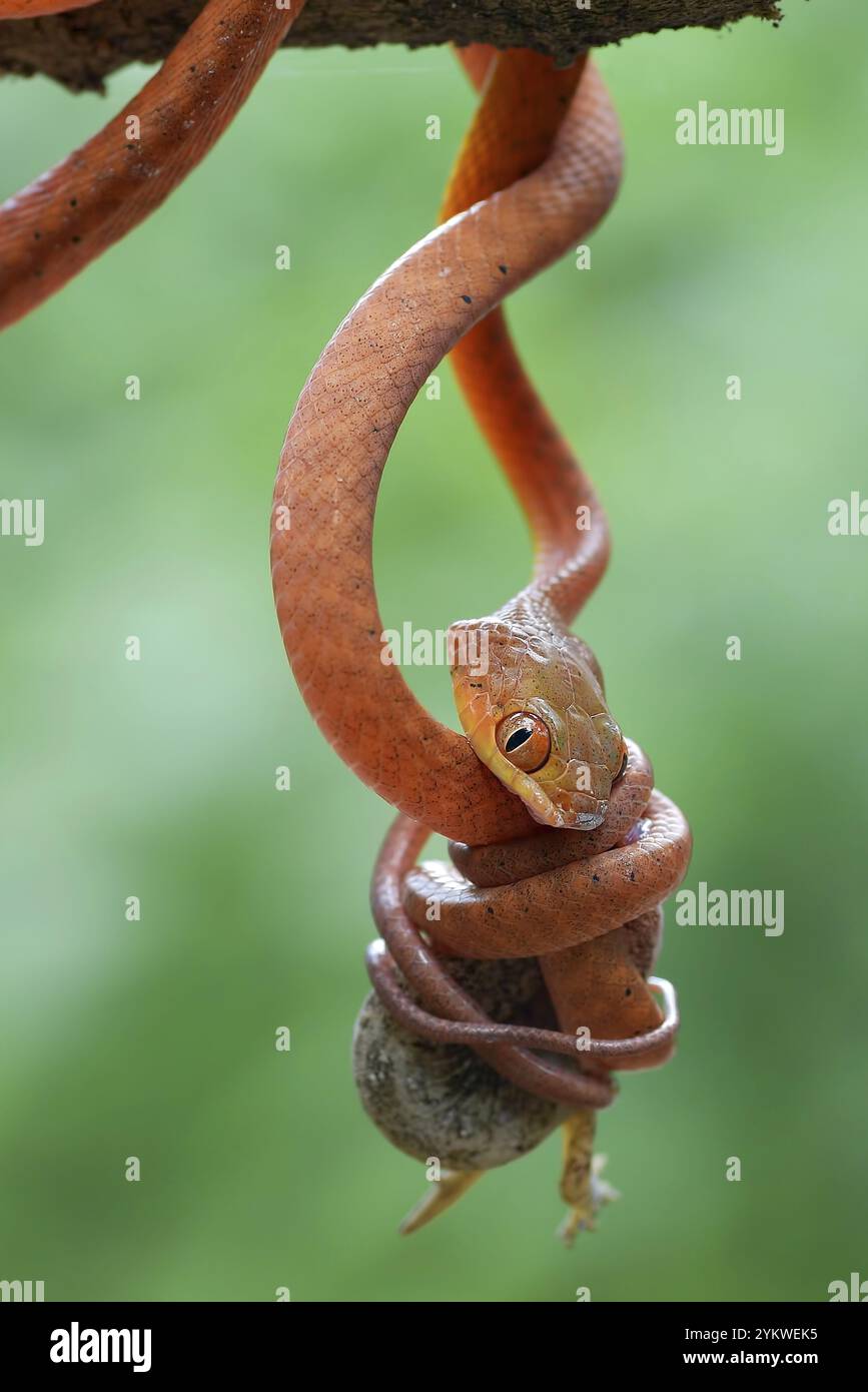 Red boiga snake catch a prey Stock Photo - Alamy