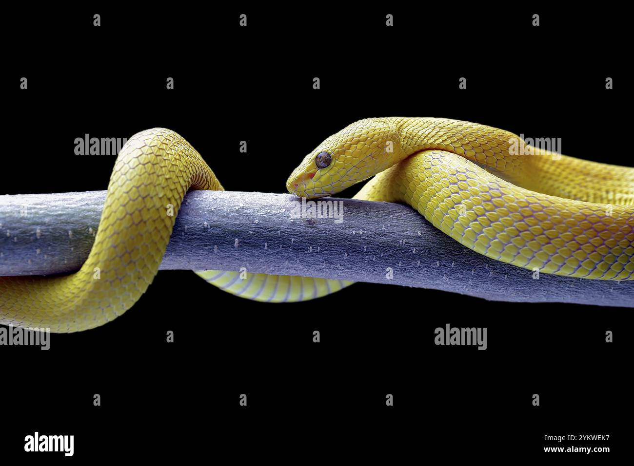 White-lipped tree viper, is a venomous pit viper species endemic to ...