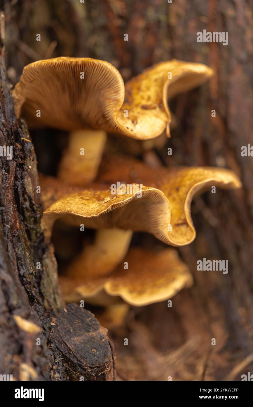 Honey fungus, super-abundant, edible, tree mushroom, fungus, Armillaria ...