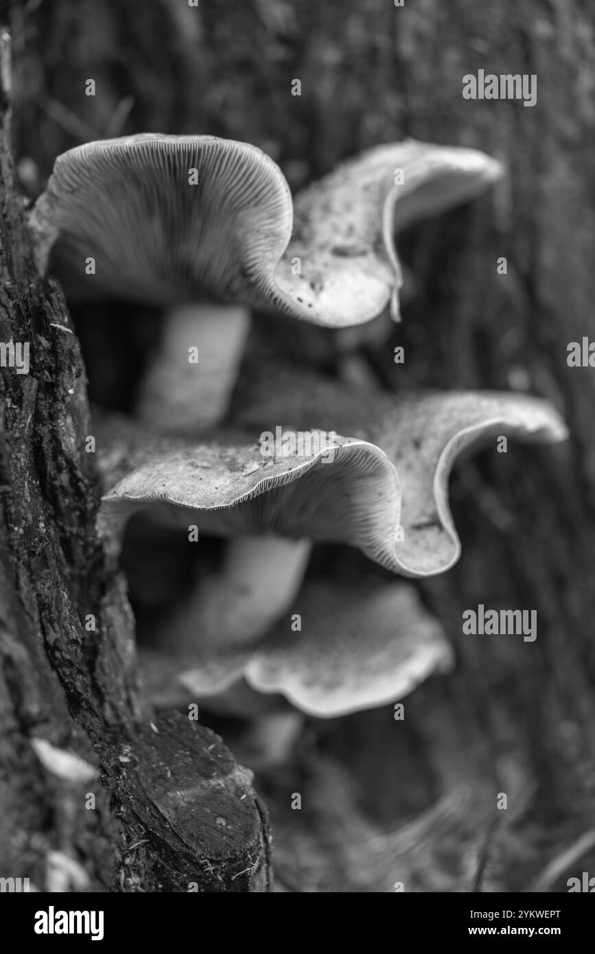 Tree species uk Black and White Stock Photos & Images - Alamy