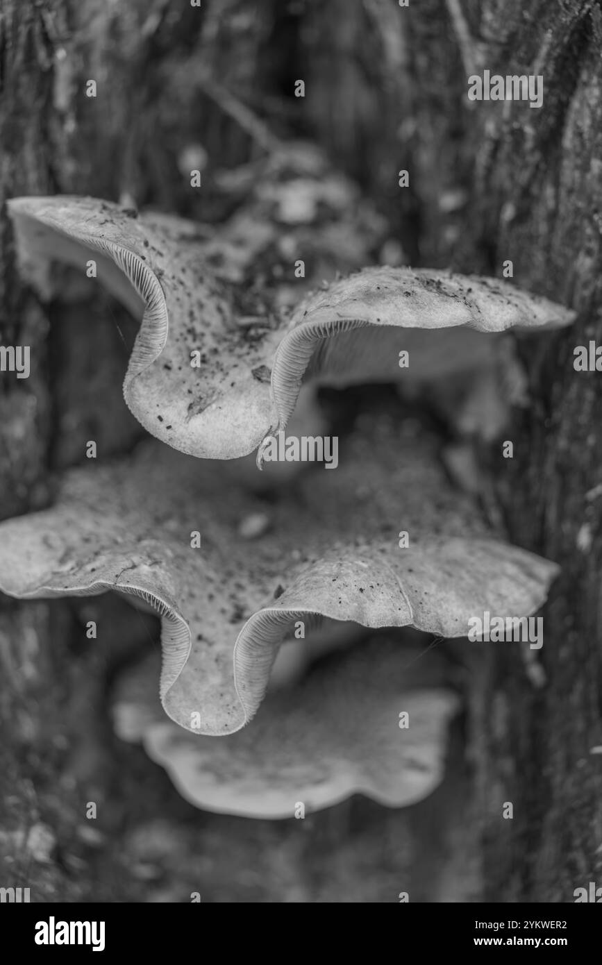 Honey fungus, super-abundant, edible, tree mushroom, fungus, Armillaria ...