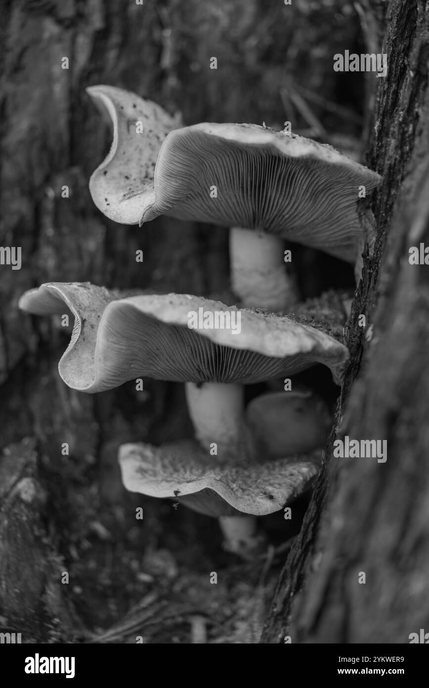 Honey fungus, super-abundant, edible, tree mushroom, fungus, Armillaria ...