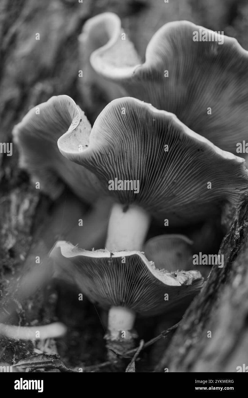 Honey fungus, super-abundant, edible, tree mushroom, fungus, Armillaria ...