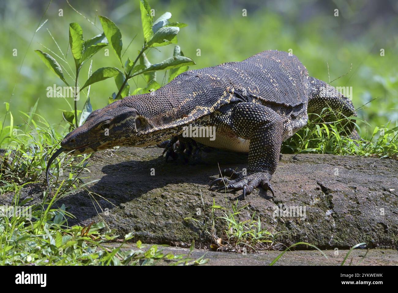 Big monitor lizard walking on a grass Stock Photo - Alamy