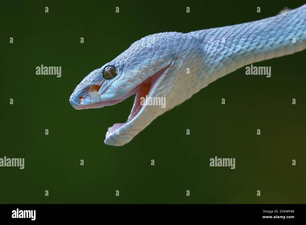 The Lesser Sunda Islands in a tree branch Stock Photo - Alamy