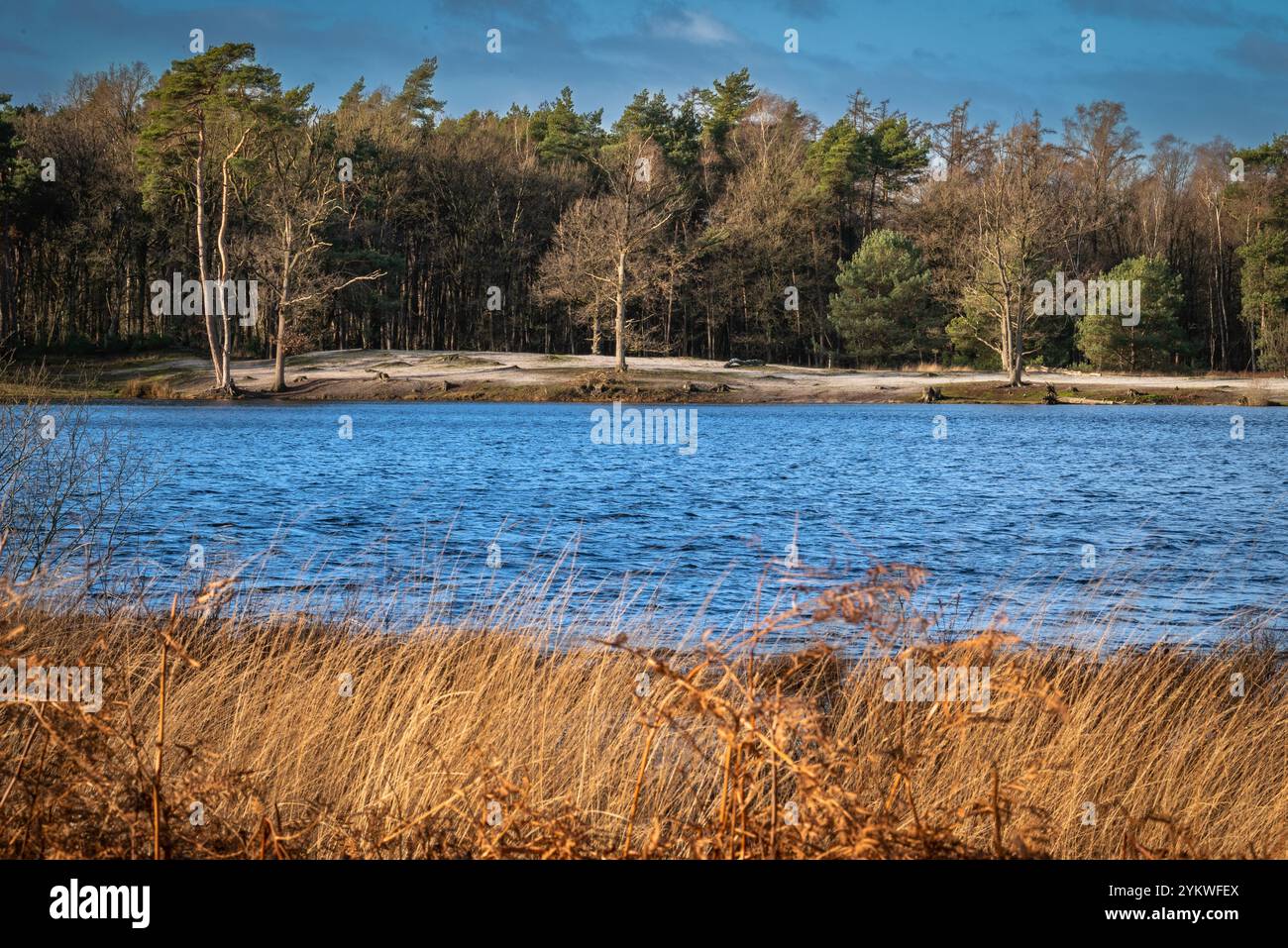 Complementary colors in nature hi-res stock photography and images - Alamy
