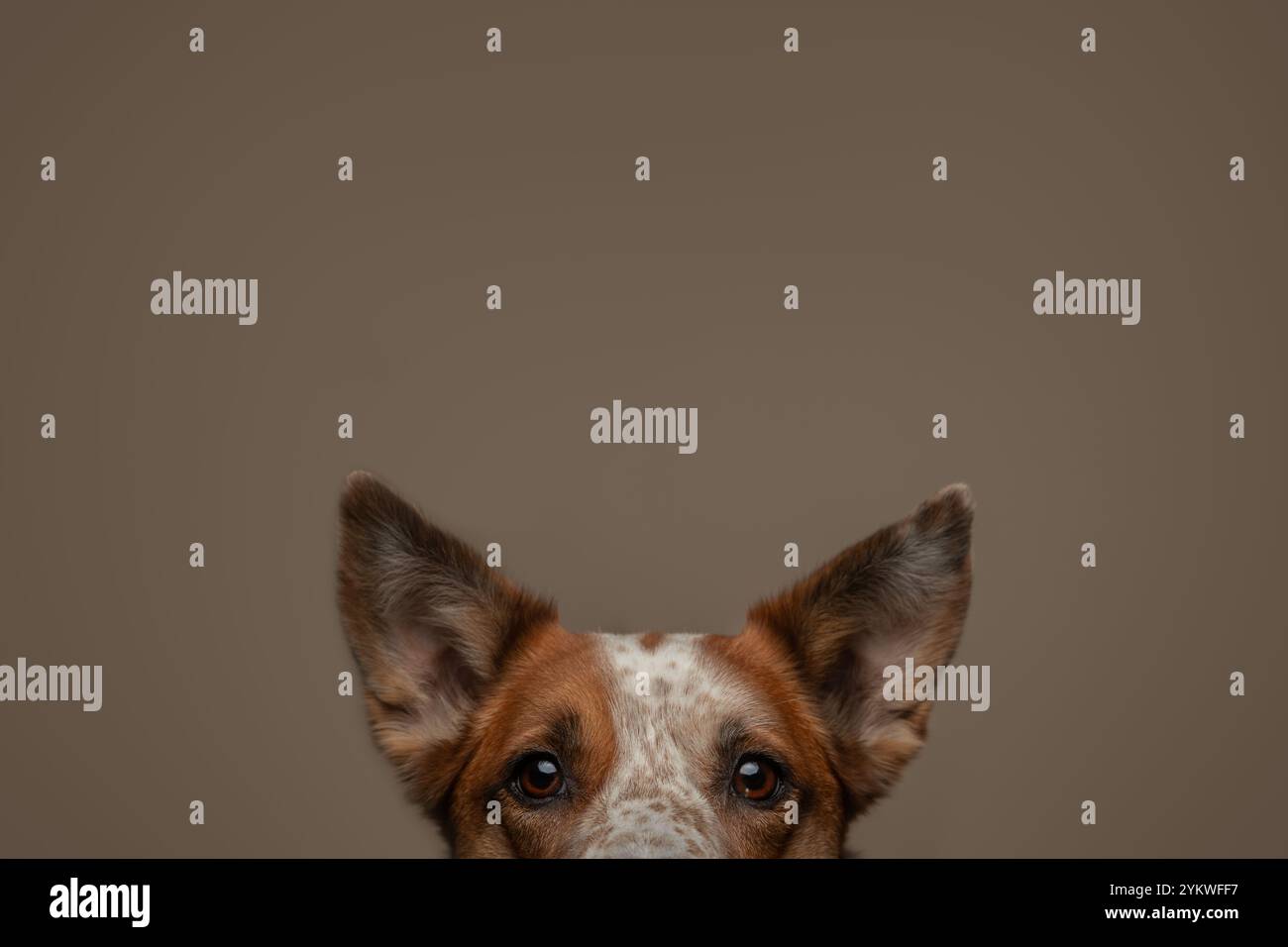 Minimalistic dog photograph hi-res stock photography and images - Alamy