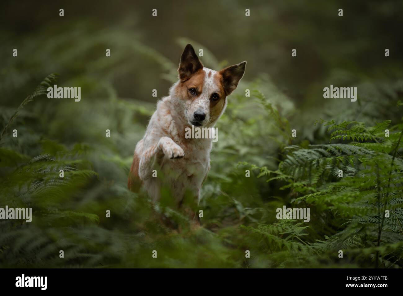 Serious waving hi-res stock photography and images - Alamy