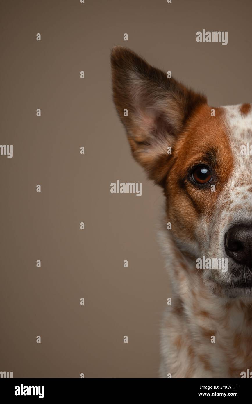 Split face dog Stock Photo - Alamy