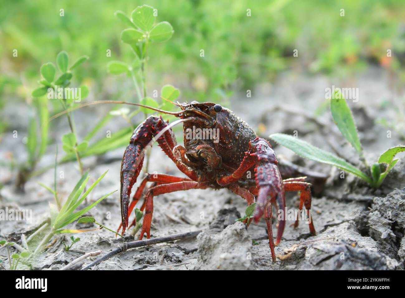 Invasive exotic red swamp crayfish hi-res stock photography and images ...