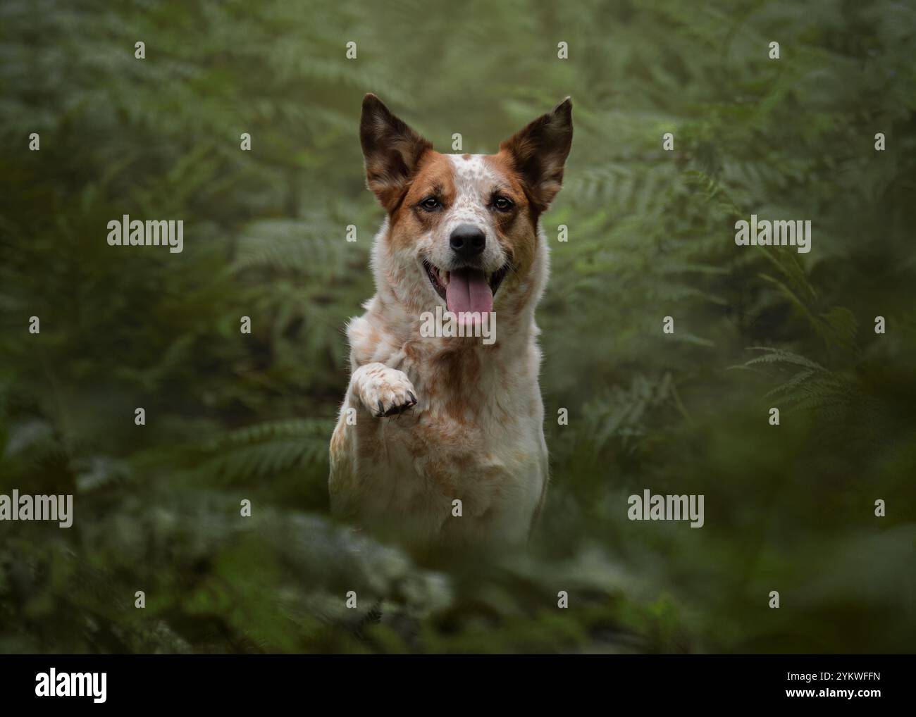 Serious waving hi-res stock photography and images - Alamy