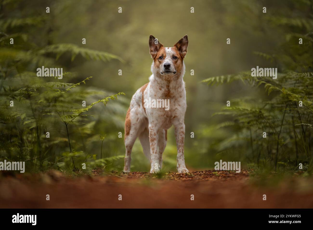Standing in ferns hi-res stock photography and images - Alamy