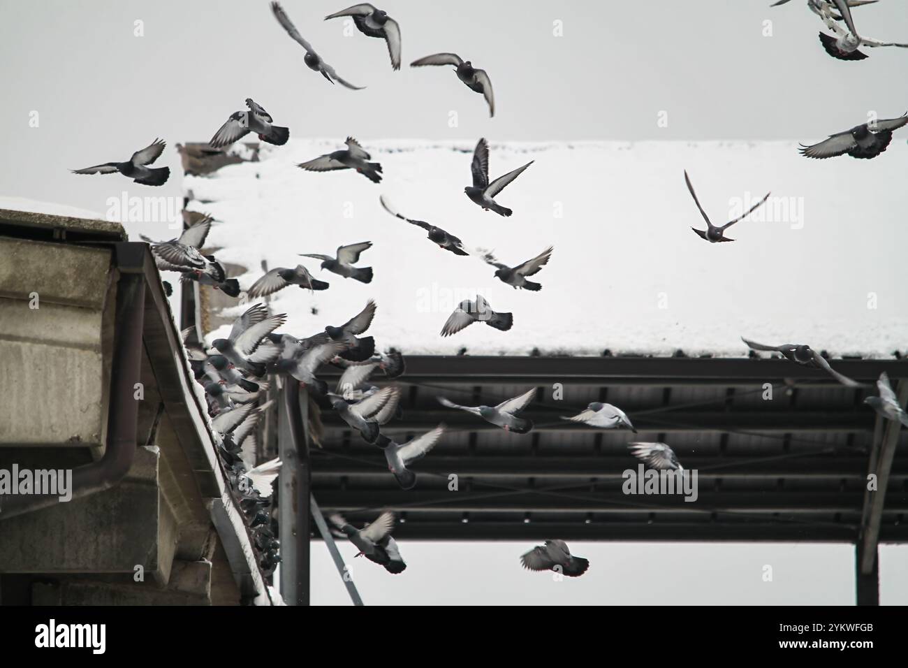 Flock of pigeons taking flight from a rooftop on a snowy day. Urban ...