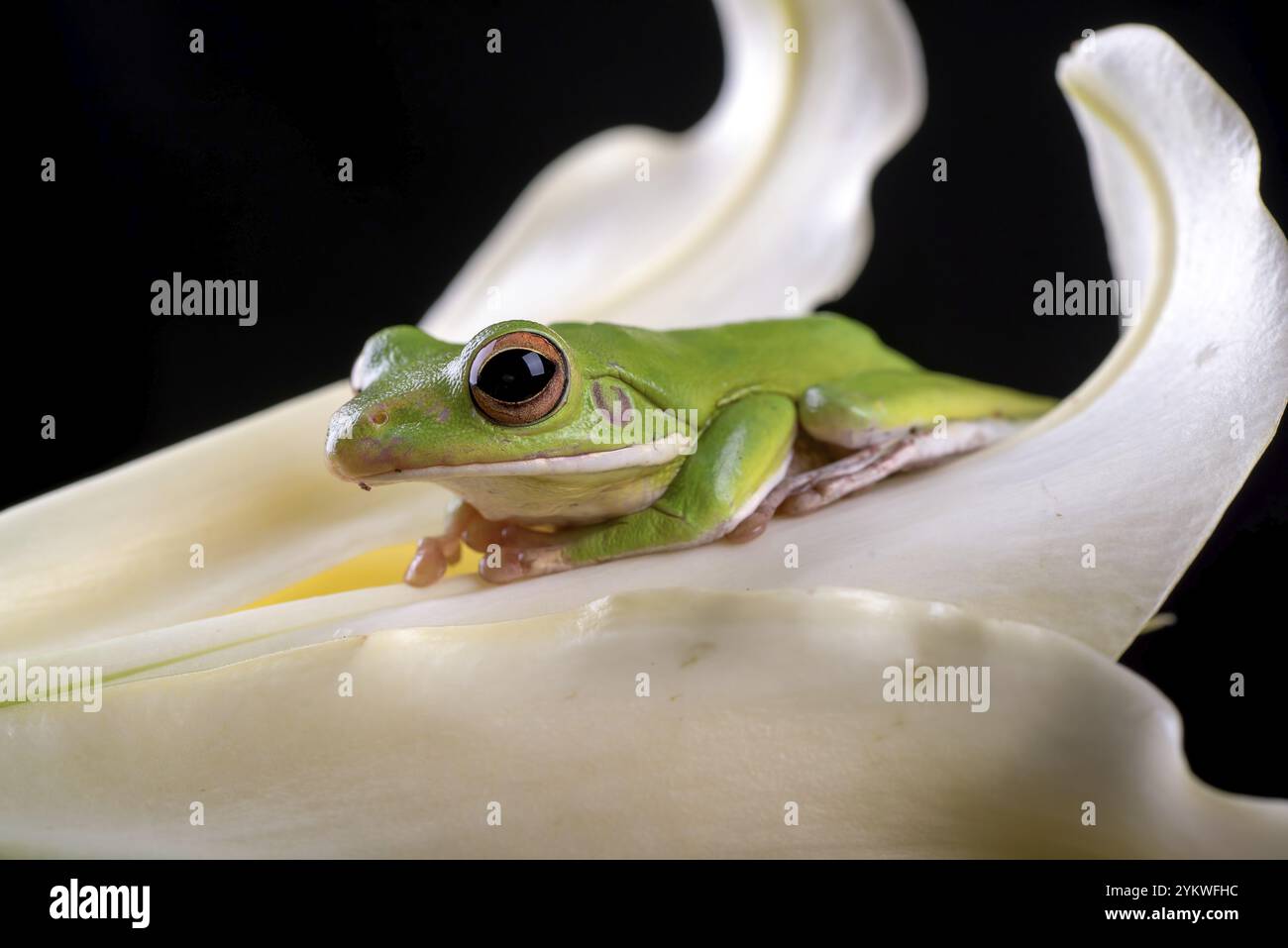 Green frog inside a flower petals Stock Photo - Alamy