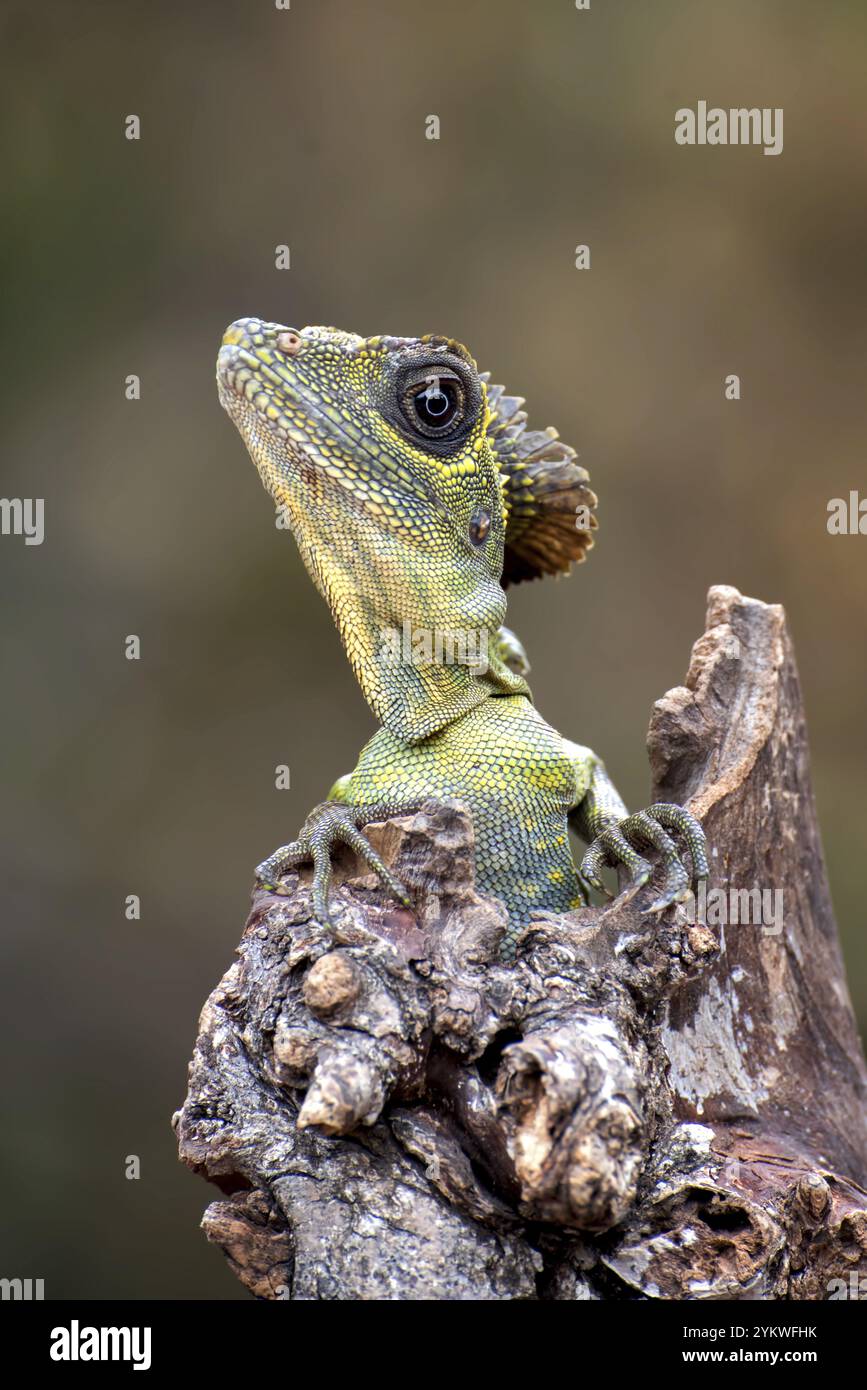 Angle head lizard hi-res stock photography and images - Alamy