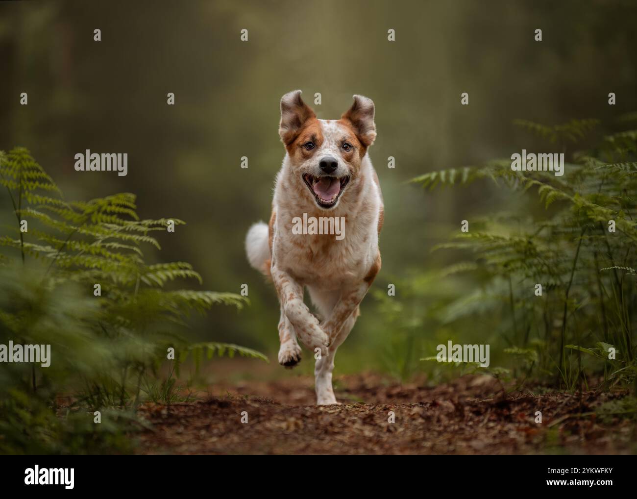 Rennende hond hi-res stock photography and images - Alamy