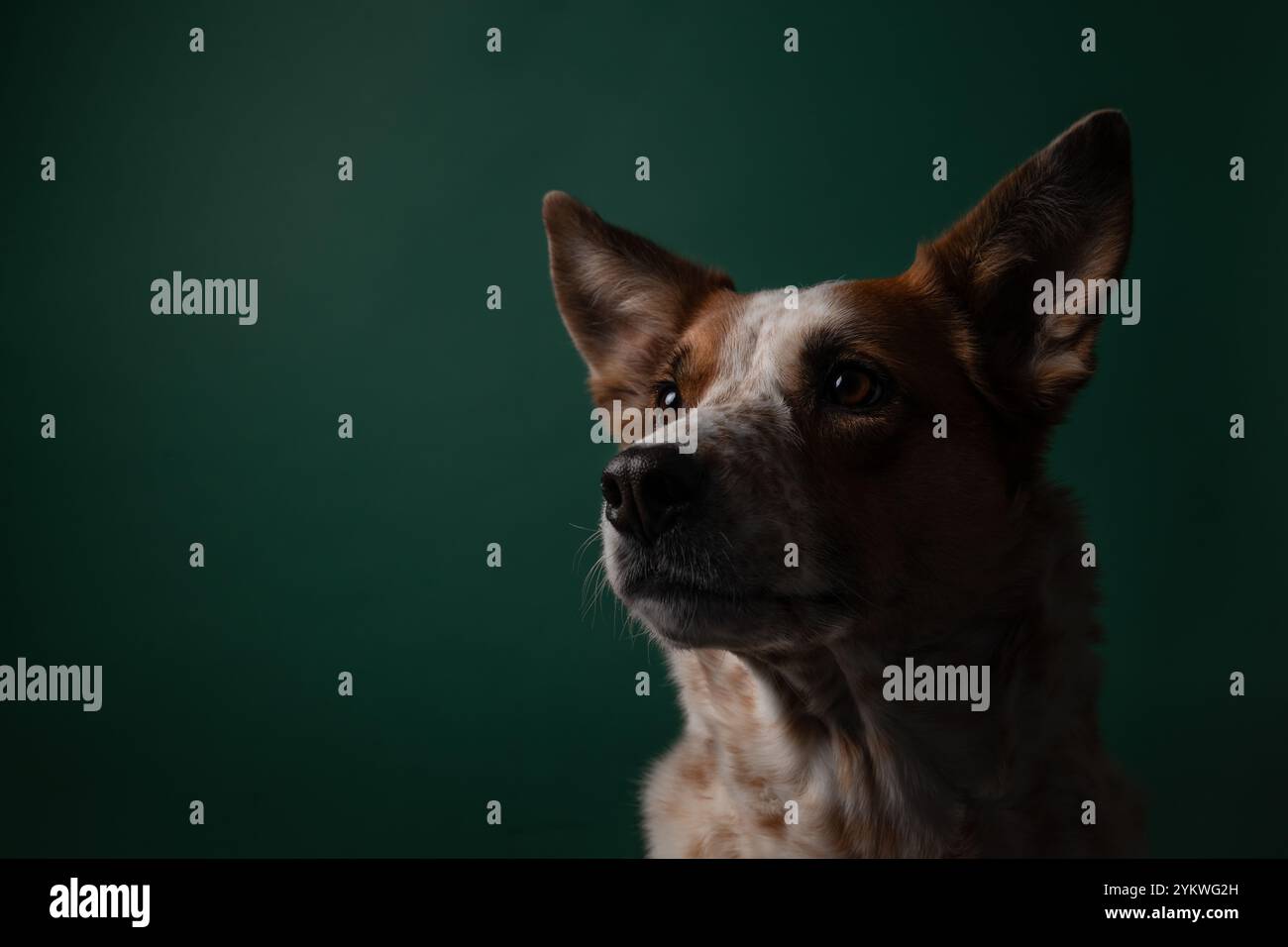 Studio background setup hi-res stock photography and images - Alamy