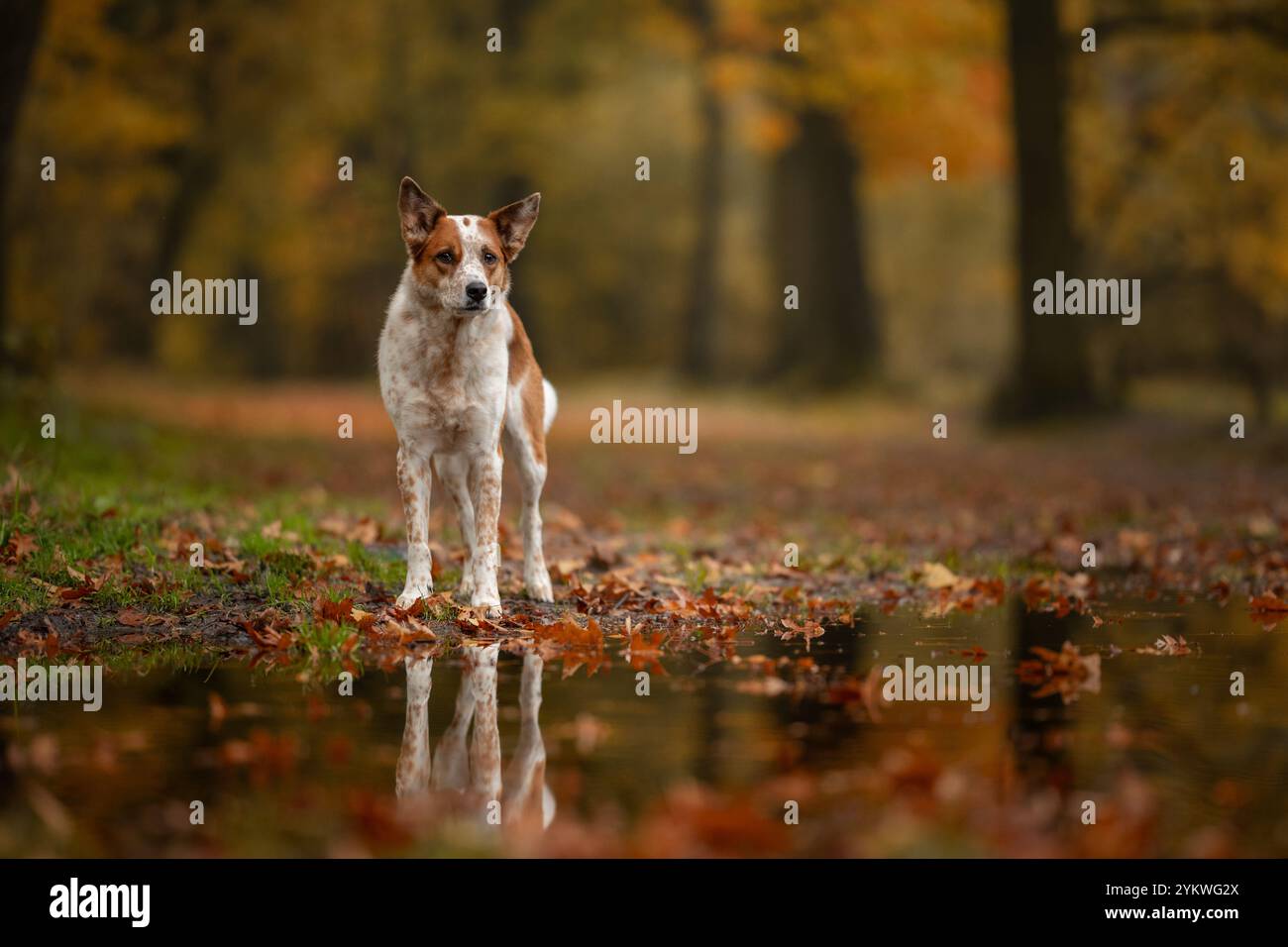 Australian shepherd dog in forest hi-res stock photography and images ...
