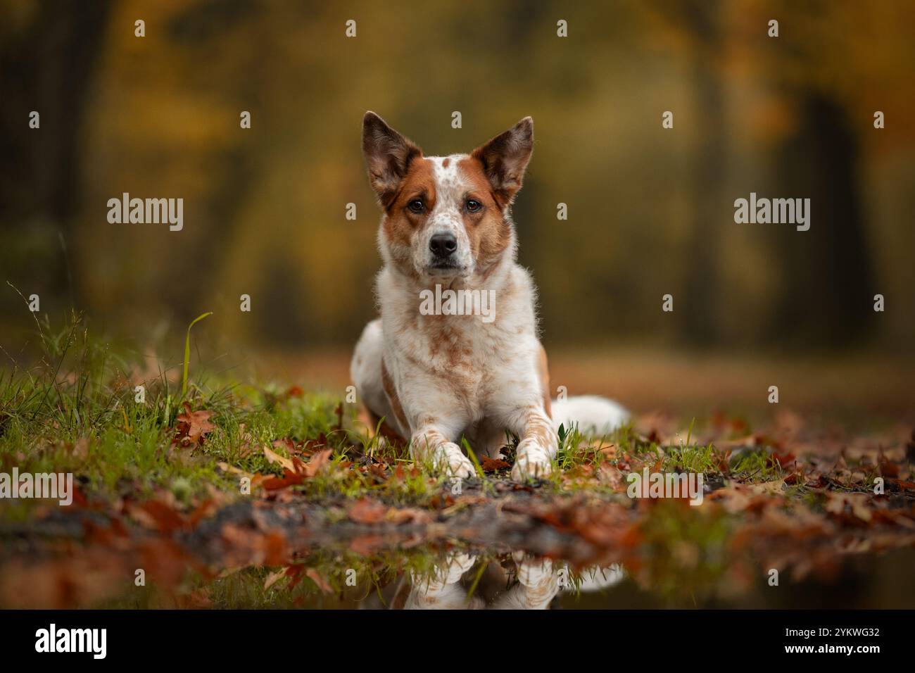 Australian shepherd dog in forest hi-res stock photography and images ...