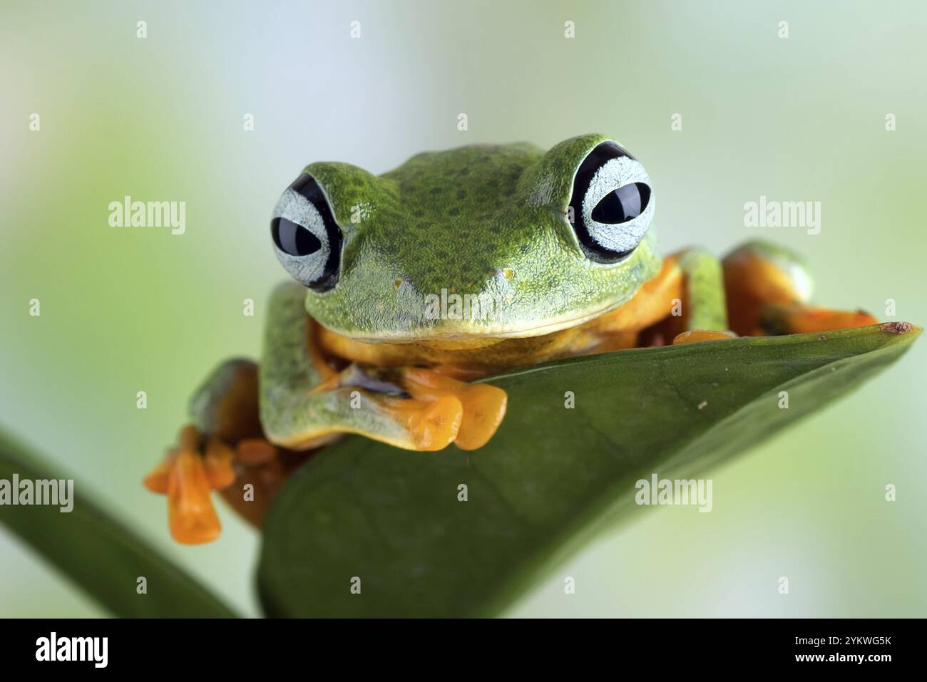 Green tree flying frog (Rhacophorus reinwarditii) on a leaf Stock Photo ...
