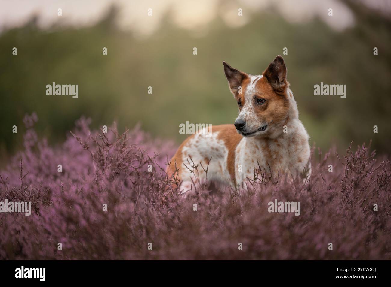 Dog in pink hi-res stock photography and images - Alamy