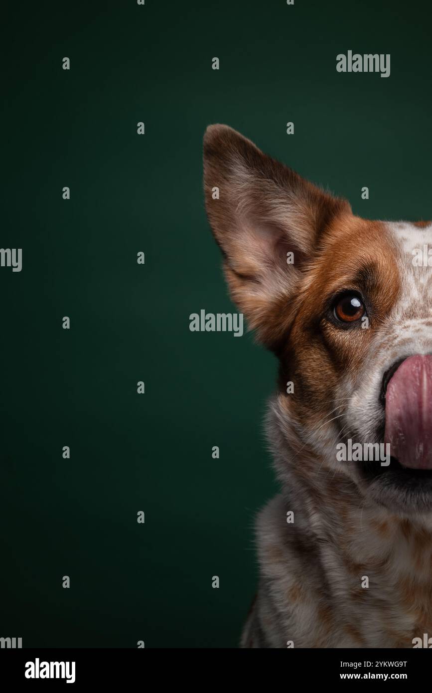 Dog face lick hi-res stock photography and images - Alamy