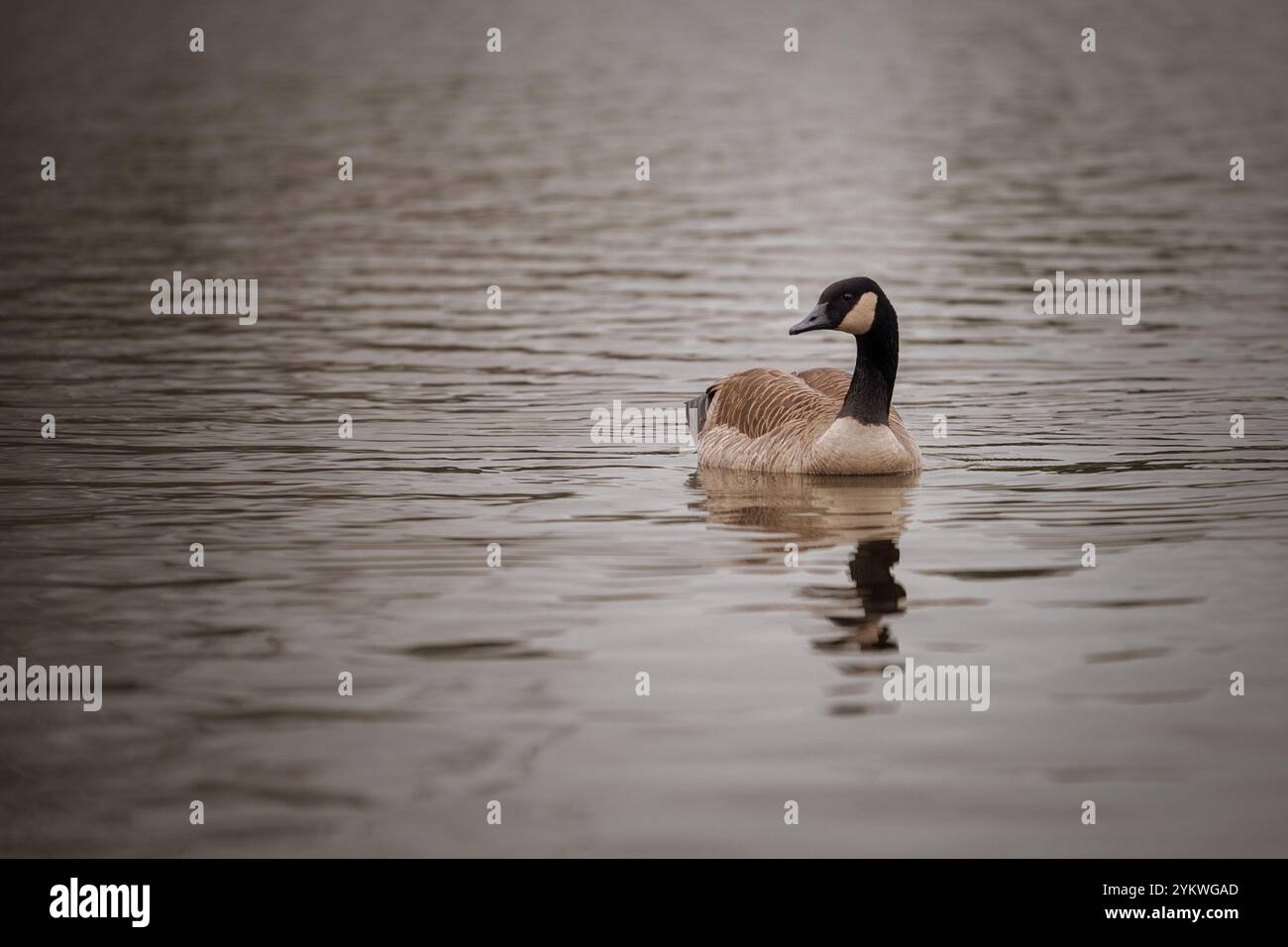 Minimalistic bird hi-res stock photography and images - Alamy
