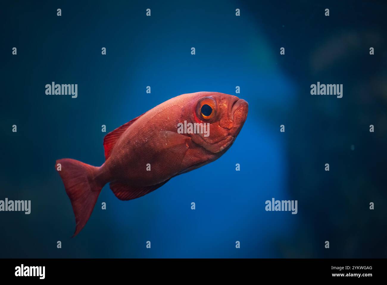 Kleurrijke vis hi-res stock photography and images - Alamy