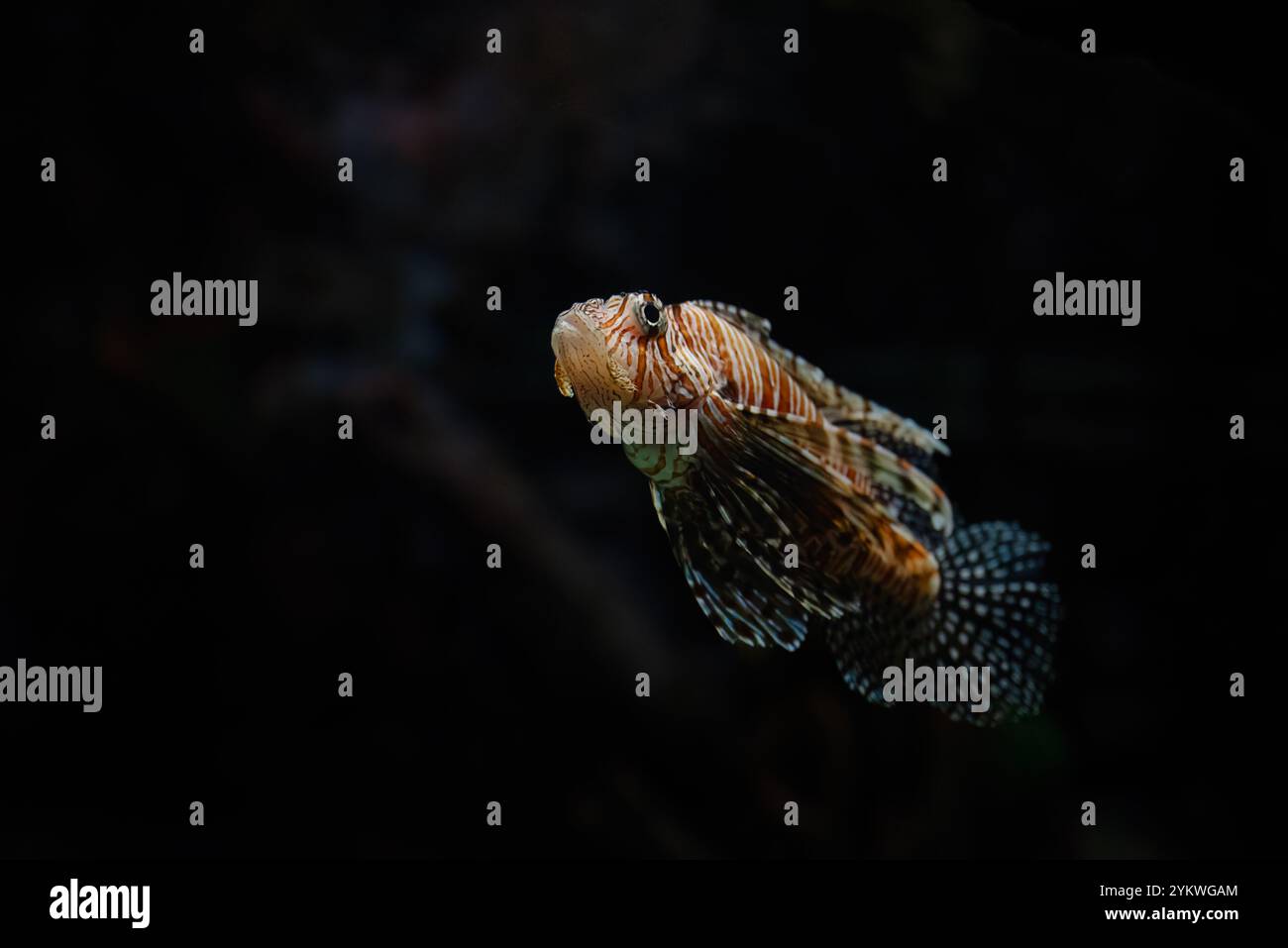 Fish photography hi-res stock photography and images - Alamy