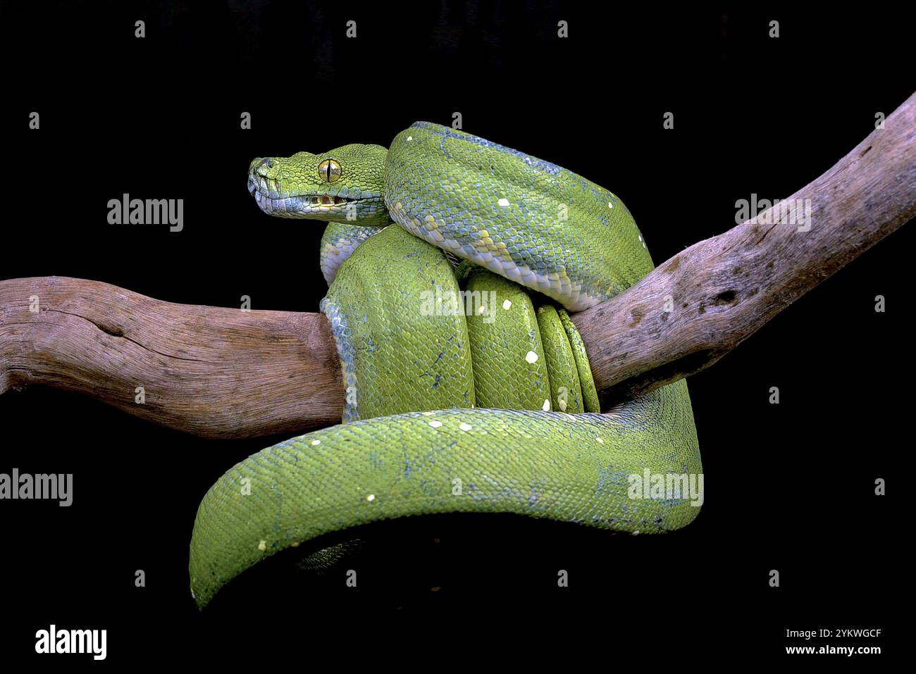 Green tree phyton in black background Stock Photo - Alamy