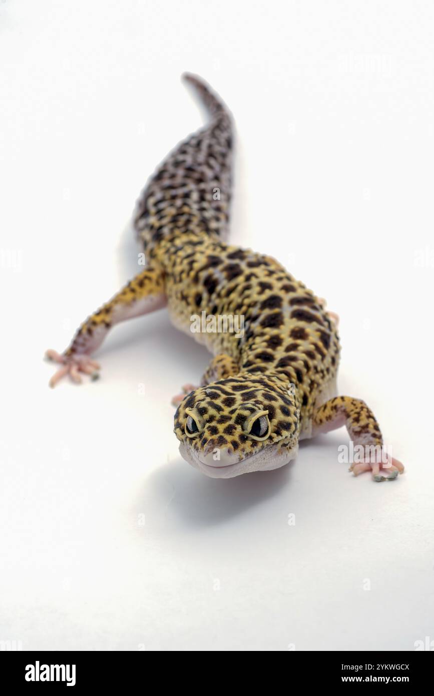 Leopard gecko in wild hi-res stock photography and images - Alamy
