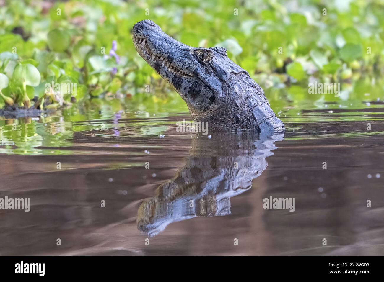 Spectacled caiman (Caiman crocodilus yacara), Crocodile (Alligatoridae ...