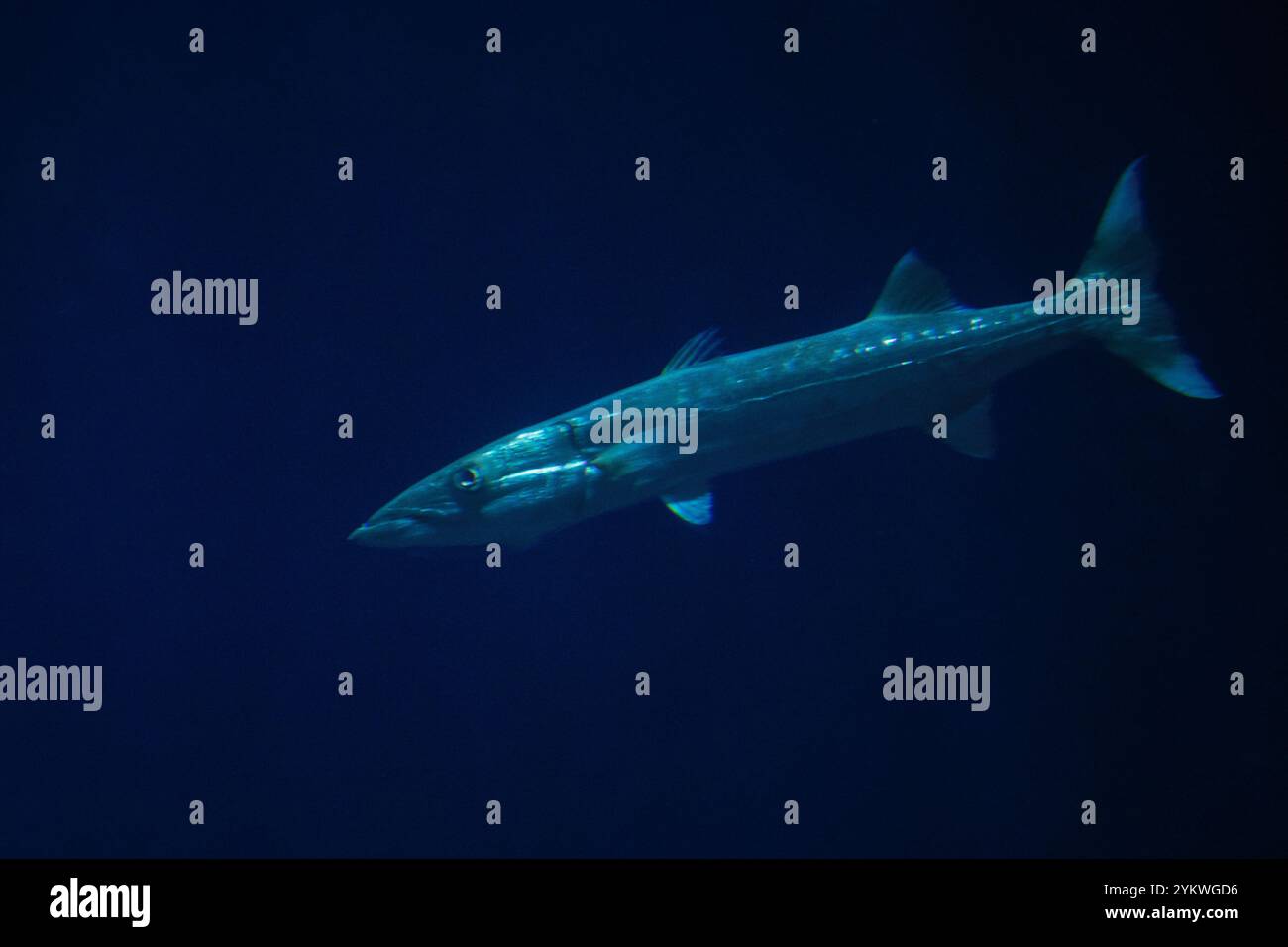 Photo of a fish hi-res stock photography and images - Alamy