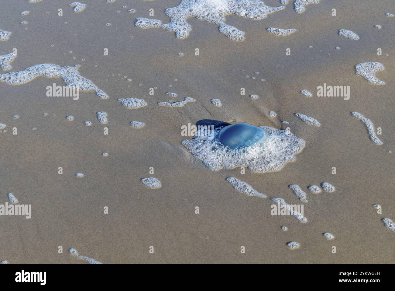 Rootmouth jellyfish Rhizostoma octopus in the north sea Stock Photo - Alamy