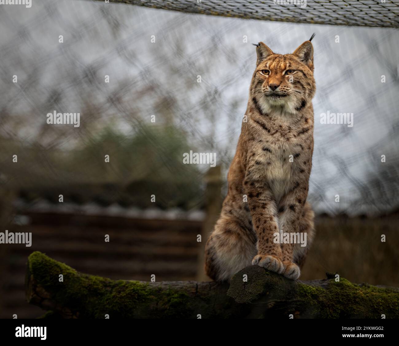 Picture big cat brown hi-res stock photography and images - Alamy