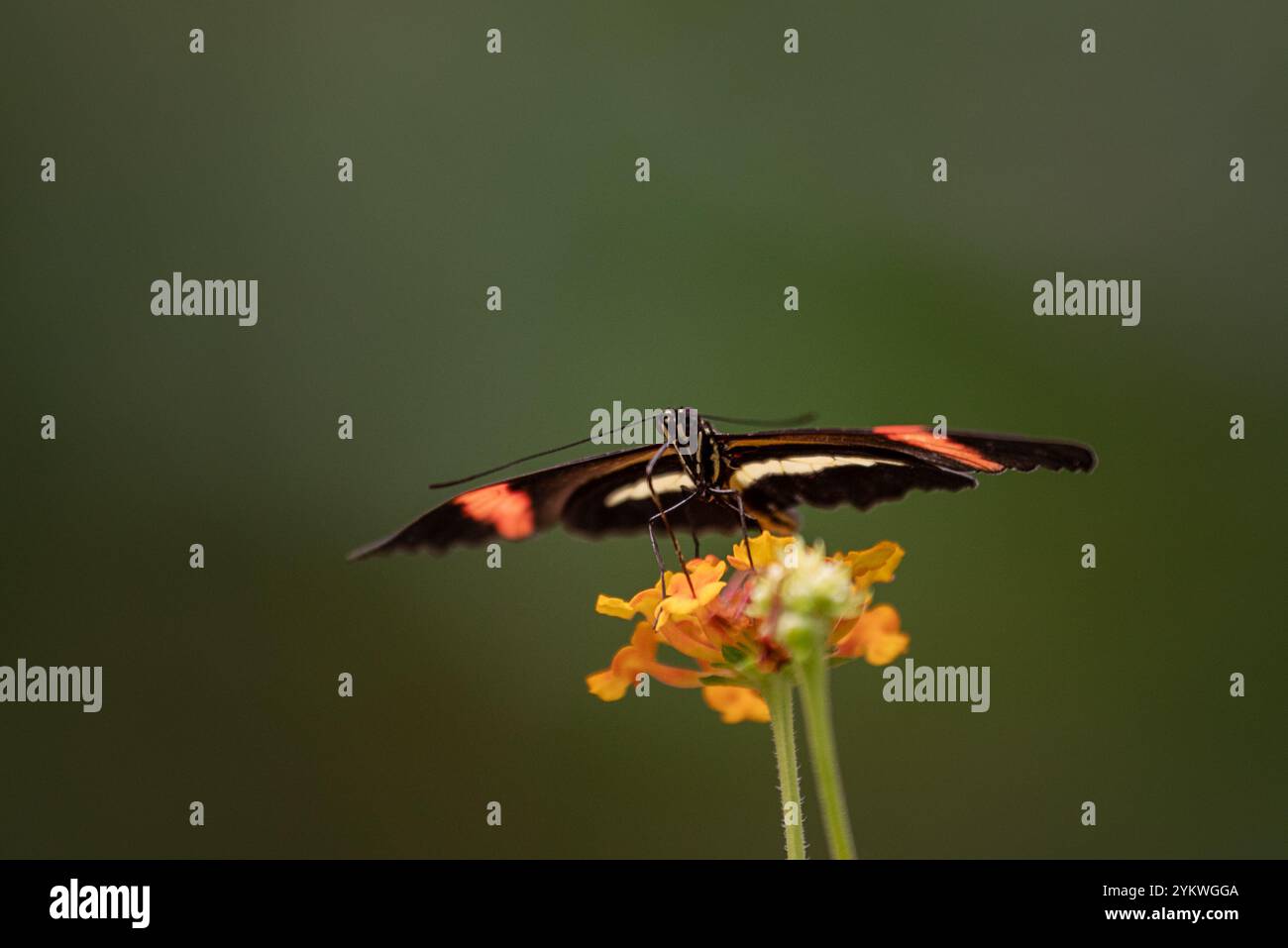 Beautiful butterfly photograph hi-res stock photography and images - Alamy