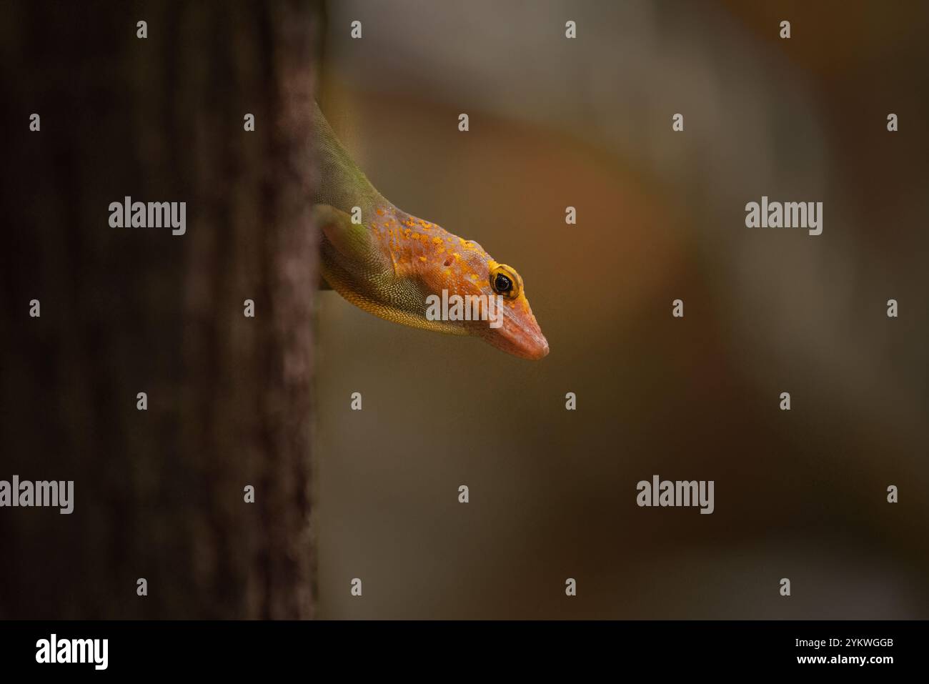 Hagedis in een boom hi-res stock photography and images - Alamy