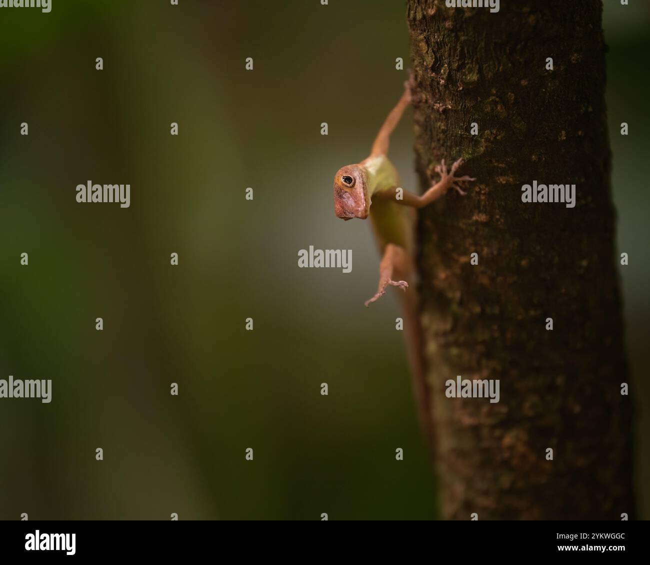Lizard climbing in a tree hi-res stock photography and images - Alamy